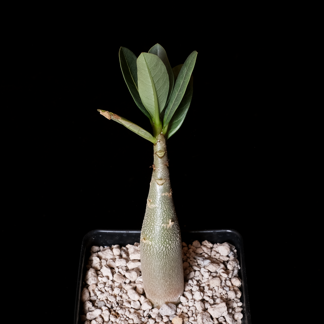 Buy Adenium arabicum Online | Rare Plant Catalog